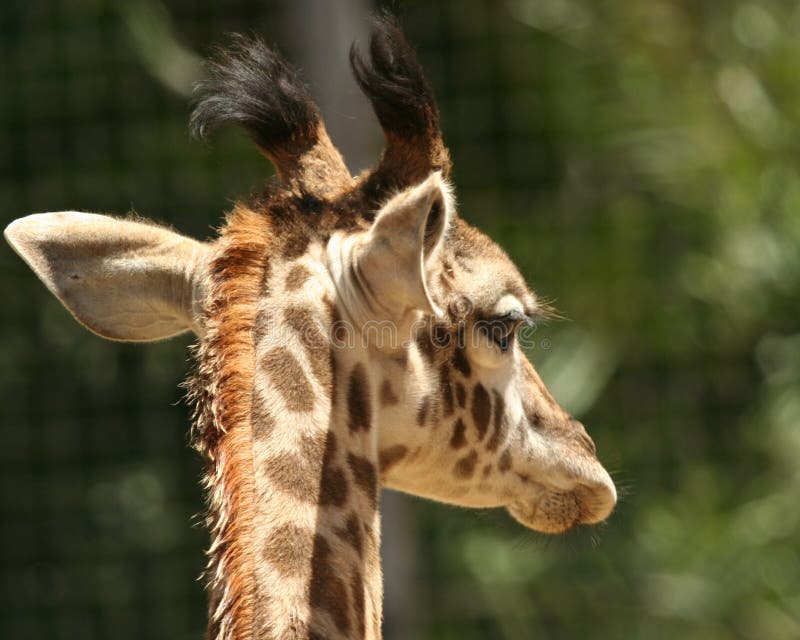 A Portrait of a Baby Giraffe Stock Photo - Image of neck, mouth: 11017252