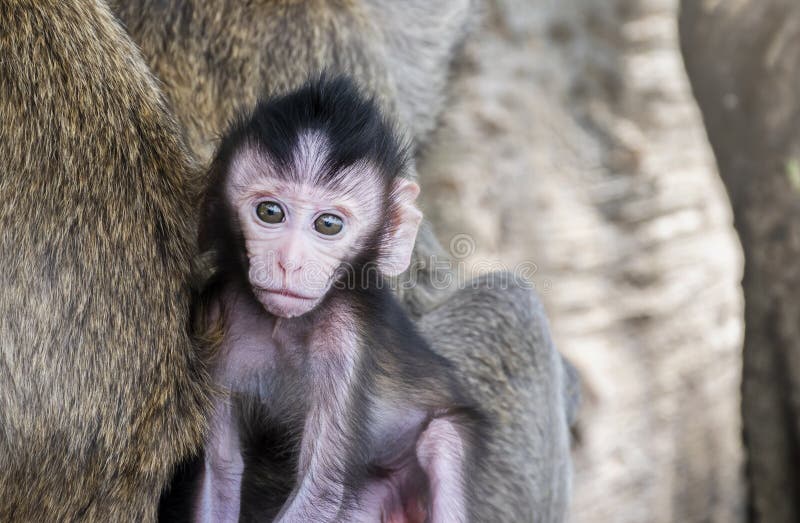 Portrait Baby Monkey is with Mother Monkey Stock Photo - Image of ...