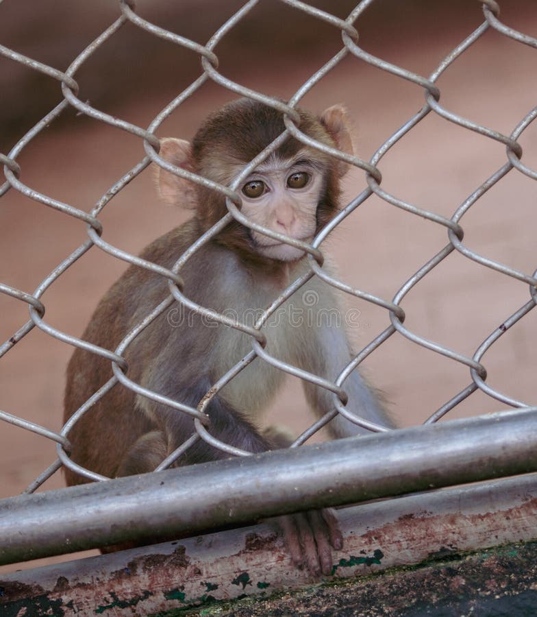 737 Baby Monkey Cage Stock Photos - Free & Royalty-Free Stock Photos ...
