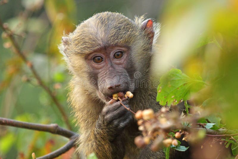 Portrait of Baby Olive Baboon (Papio Anubis) Stock Photo - Image of ...