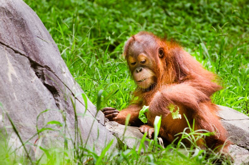 Orangutan stock image. Image of hominid, orange, nature - 21795207