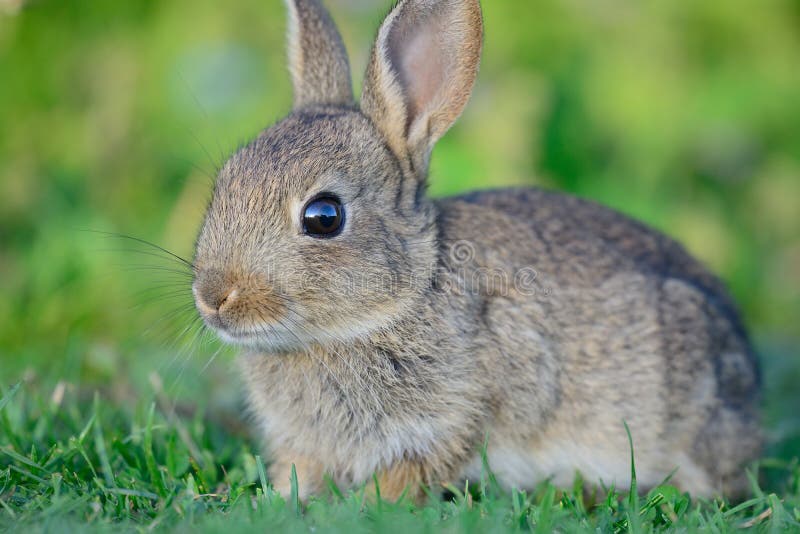 Baby Rabbit Looking at the Camera Stock Image - Image of cute, mammals ...