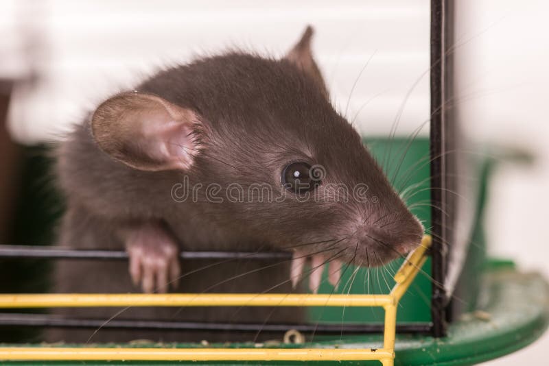 Portrait of baby rat stock image. Image of domestic, curious - 82245205