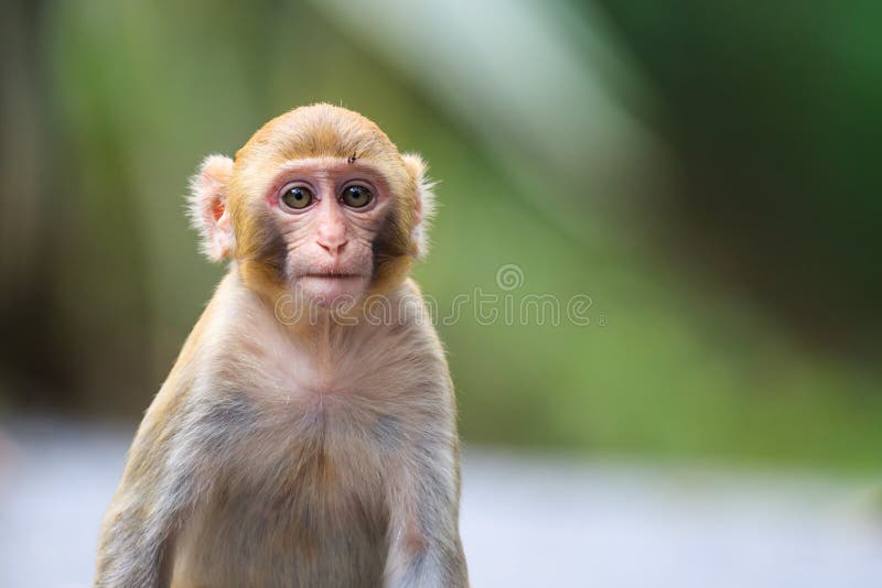 Baby rhesus macaque monkey stock image. Image of rhesus - 11439583