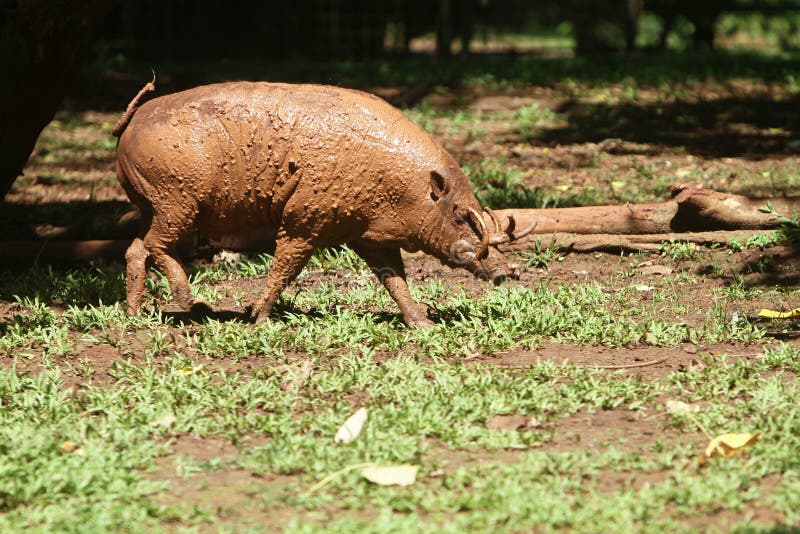 Portrait of a Babyrousa Walking in the Fields Stock Photo - Image of ...