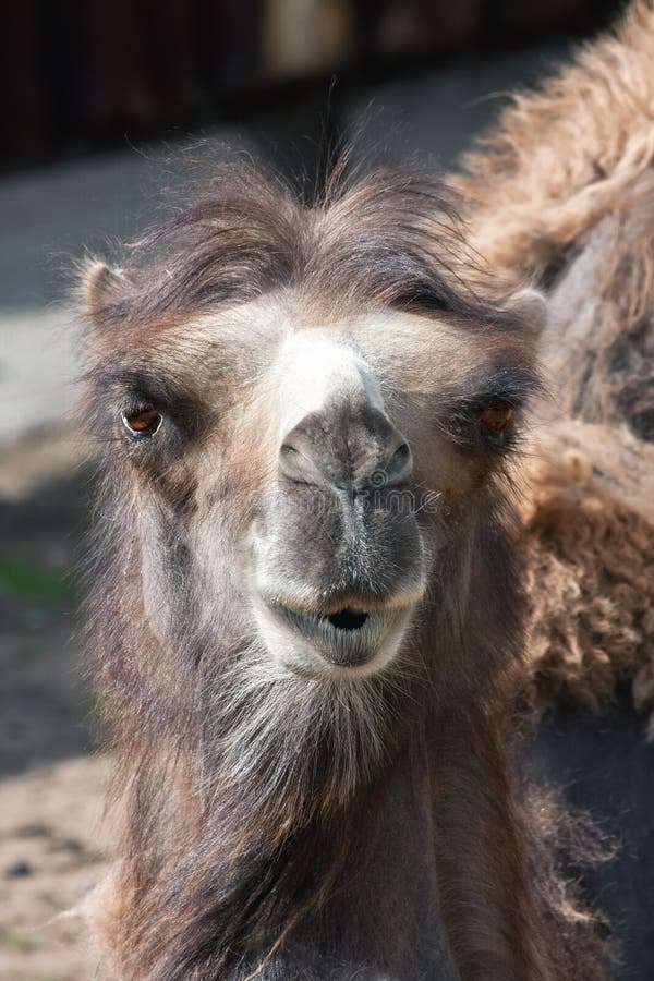 4,866 Bactrian Camel Stock Photos - Free & Royalty-Free Stock Photos ...