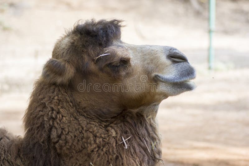 Portrait of a Bactrian Camel Stock Image - Image of outdoor, face ...