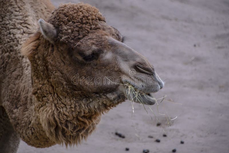 Portrait of a Bactrian Camel. Geographic Range: Its Population of Two ...