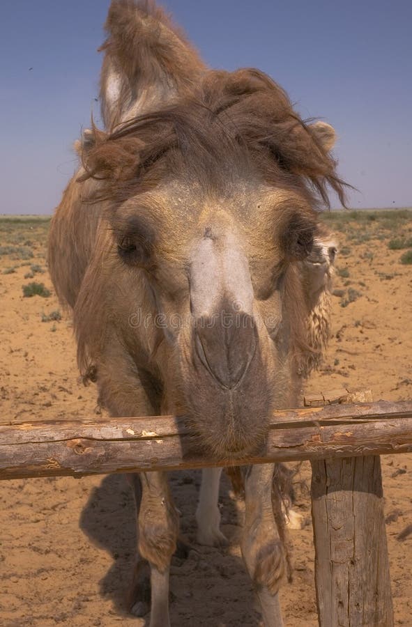 Portrait of a Bactrian Camel in Kazakhstan Stock Image - Image of head ...