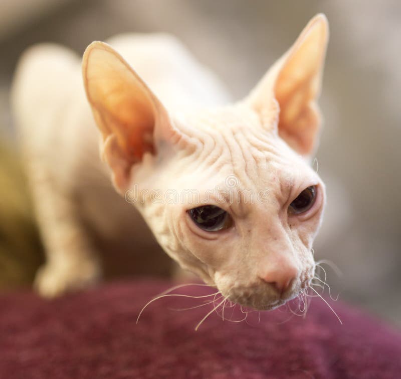 Portrait of a Bald Cat at an Exhibition Stock Image - Image of mammal ...