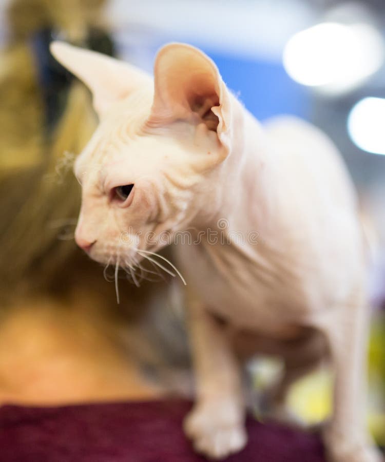 Portrait of a Bald Cat at an Exhibition Stock Photo - Image of kitten ...