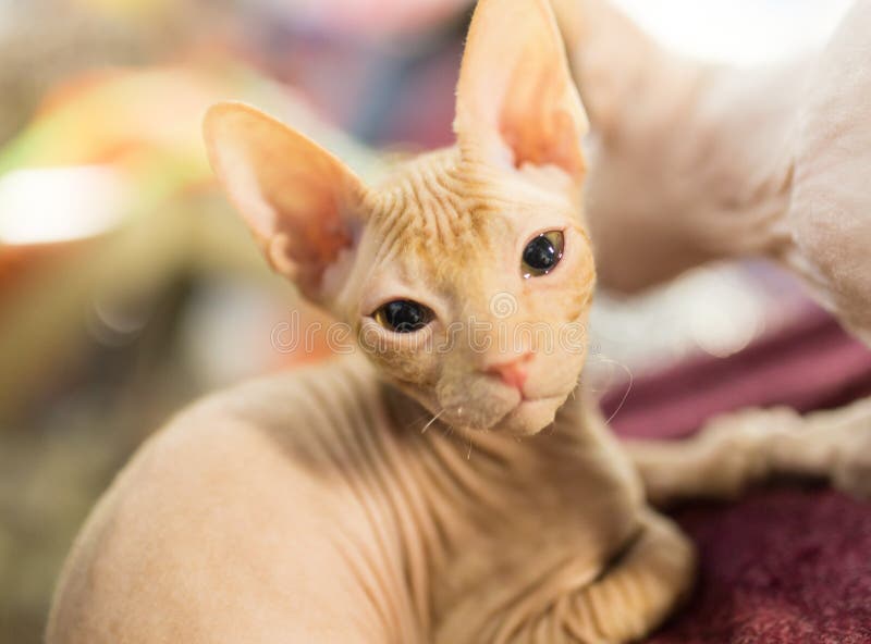 Portrait of a Bald Cat at an Exhibition Stock Image - Image of portrait ...