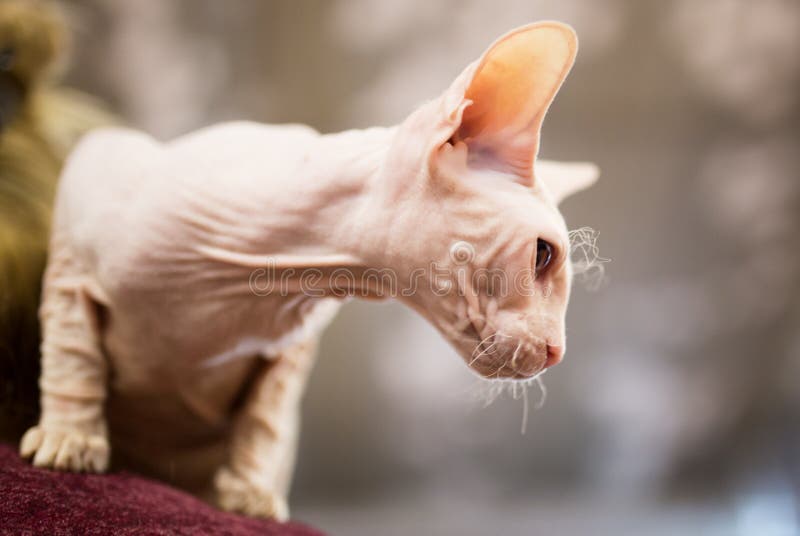 Portrait of a Bald Cat at an Exhibition Stock Image - Image of unusual ...
