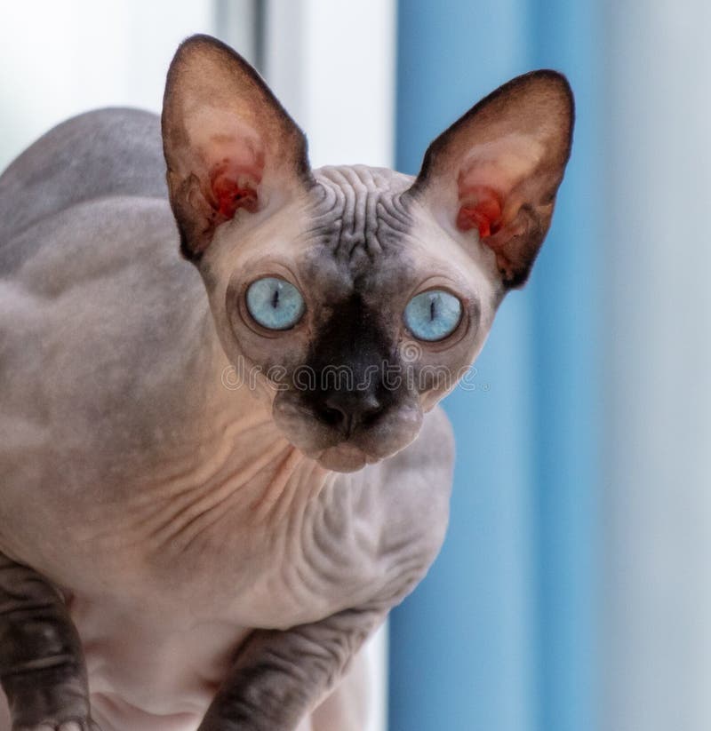 Portrait of a Bald Cat on the Windowsill Stock Image - Image of bald ...