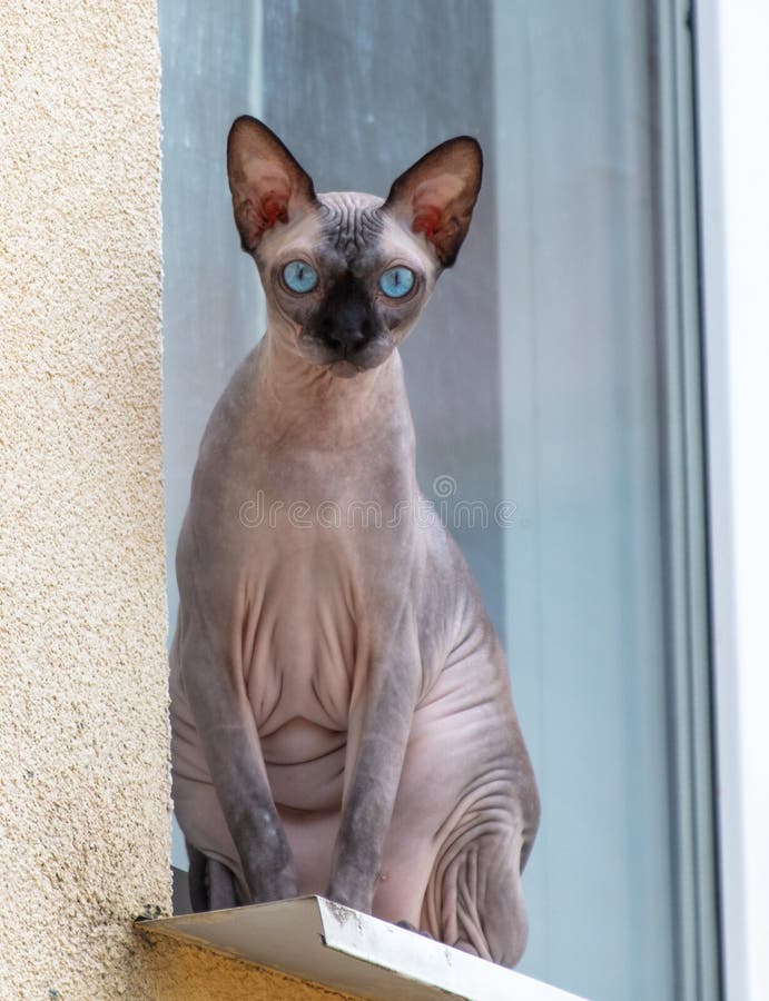 Portrait of a Bald Cat on the Windowsill Stock Photo - Image of breed ...