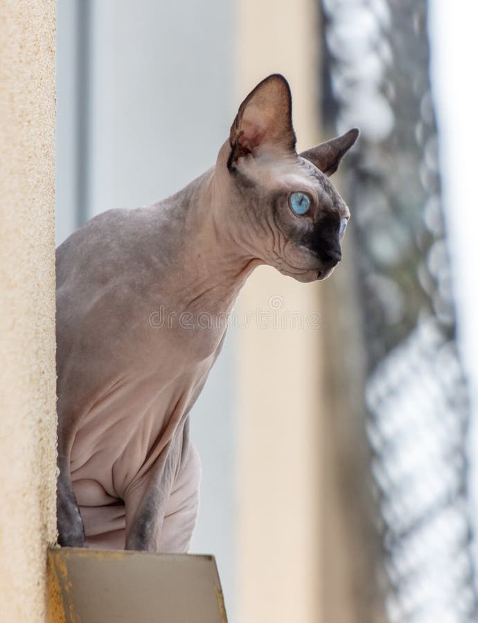 Portrait of a Bald Cat on the Windowsill Stock Photo - Image of bald ...