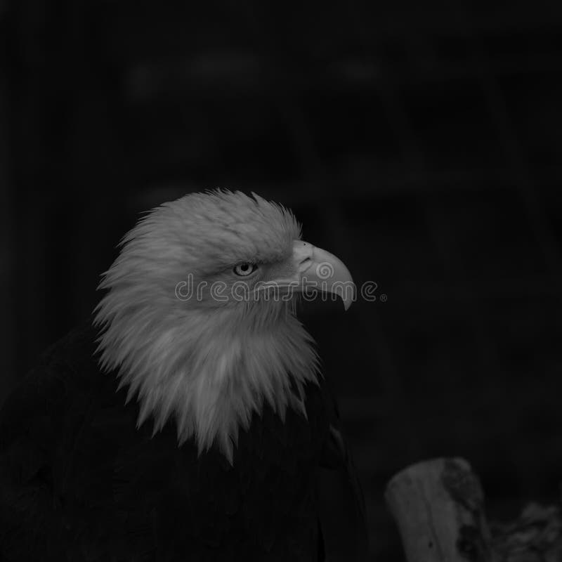 112 Bald Eagle Dramatic Stock Photos - Free & Royalty-Free Stock Photos ...