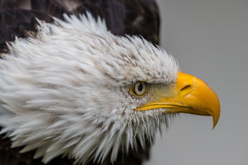 486 Bald Eagle Side View Stock Photos - Free & Royalty-Free Stock Photos from Dreamstime