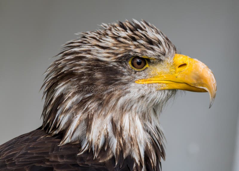 486 Bald Eagle Side View Stock Photos - Free & Royalty-Free Stock ...