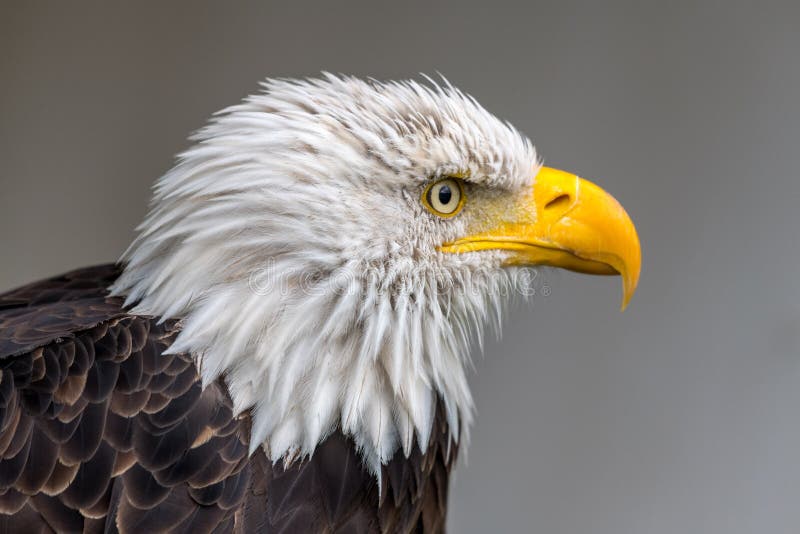 Portrait of bald eagle stock photo. Image of buzzard - 232411198