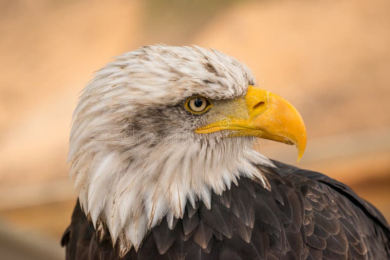 Portrait of an Bald Eagle Side Stock Image - Image of noble, closeup ...