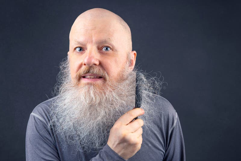 Portrait of a Bald Man Combing His Large Gray Beard on a Gray ...