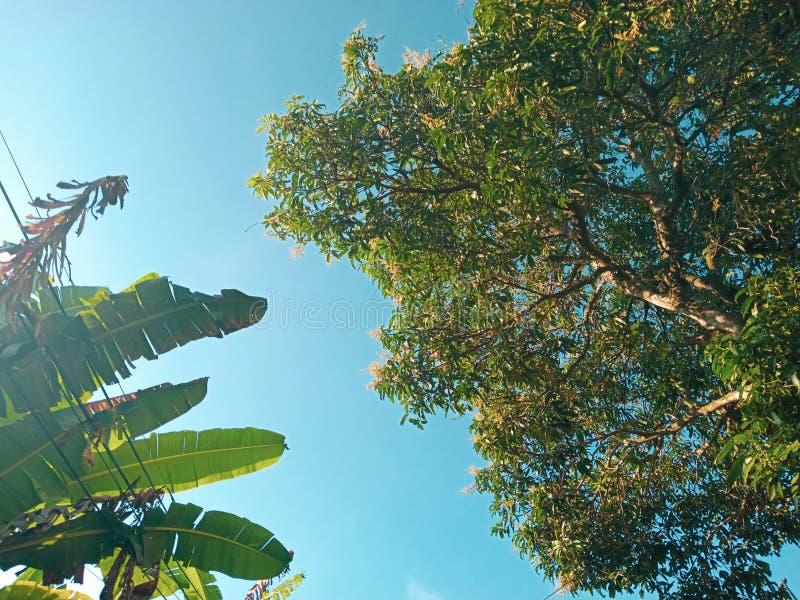 Portrait of Banana Trees and Mango Trees with a View of the Blue Sky ...