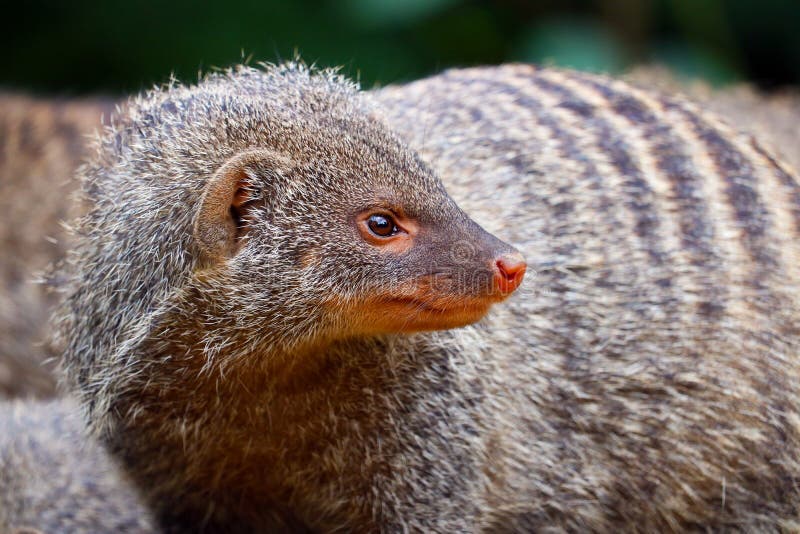 Banded Mongoose Turning Its Head and Looking Backwards Stock Photo ...