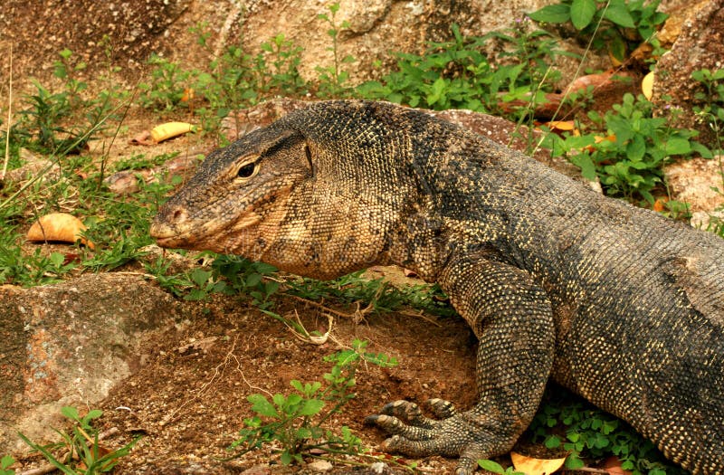 Portrait of a Banded Monitor Lizard Stock Photo - Image of varanus ...