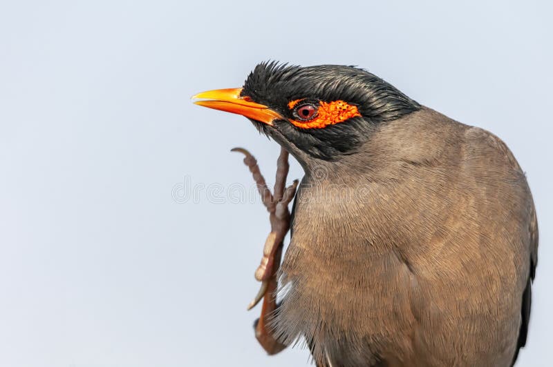 Bank myna stock image. Image of bird, beak, animals - 165526837