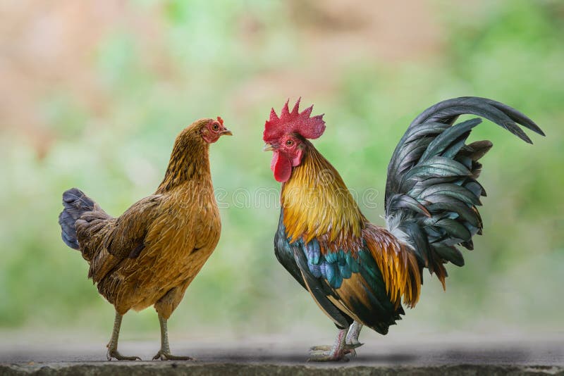 Portrait of bantam chicken stock photo. Image of close - 82194782
