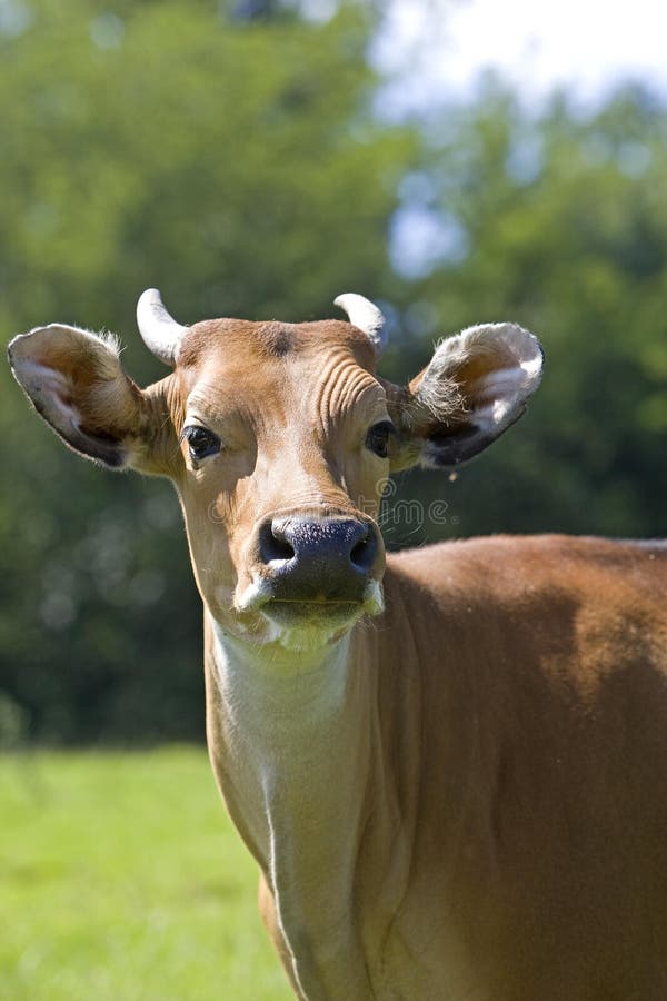 Portrait of Banteng, Bos Javanicus Stock Photo - Image of ungulate ...