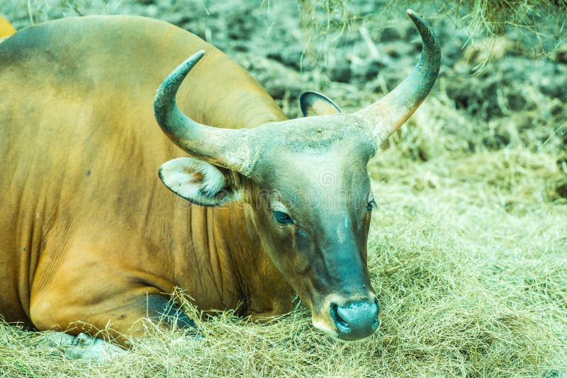 Portrait of Banteng in Thai Stock Image - Image of fauna, wildlife ...