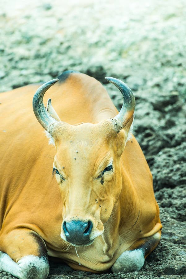 Portrait of Banteng in Thai Stock Image - Image of nature, food: 176211153