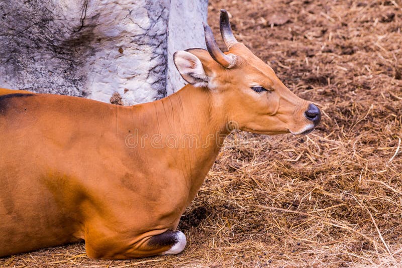Portrait of Banteng in Thai Stock Image - Image of tropical, enormous ...