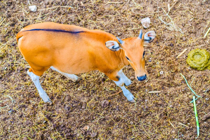 A Banteng Standing on the Ground Stock Image - Image of zoology, brown ...