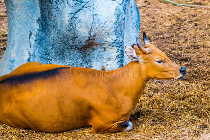 Portrait of a Banteng stock image. Image of creature - 172422435