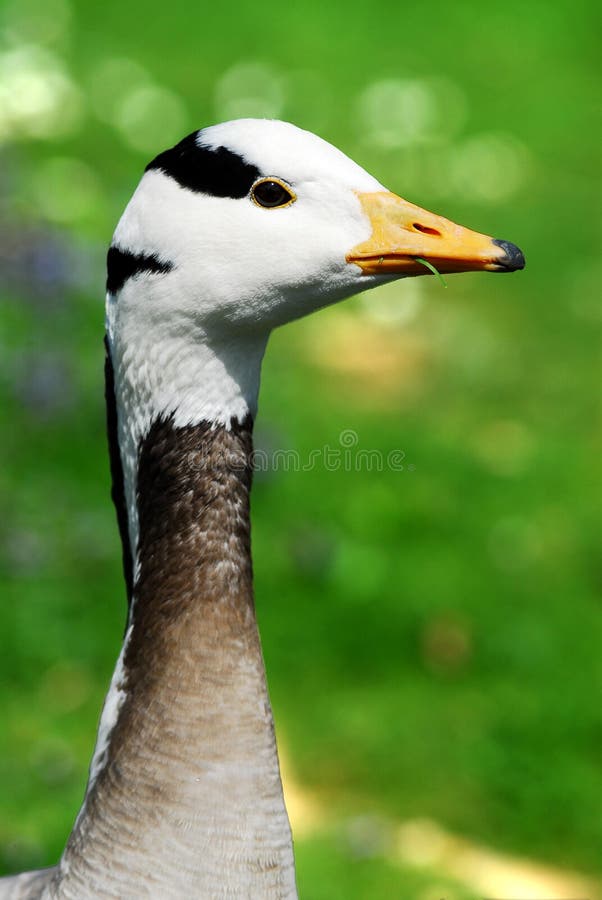 Portrait bar-headed Goose stock image. Image of grass - 3963265
