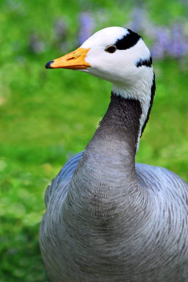 3+ Striped head goose Free Stock Photos - StockFreeImages
