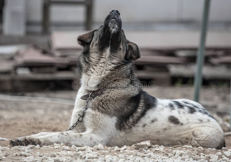 Portrait of a barking dog. stock image. Image of doggy - 219699139