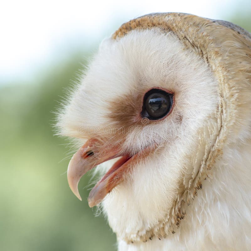 Portrait of a barn owl stock image. Image of wild, beak - 157937727