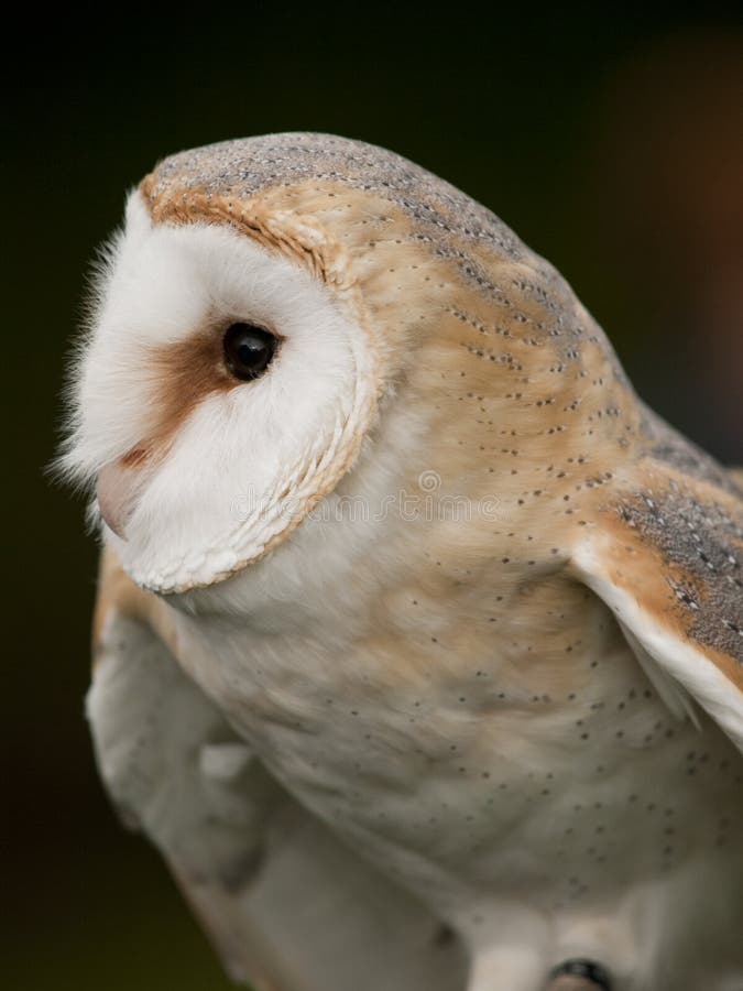 Portrait of a barn owl stock image. Image of portrait - 35301087