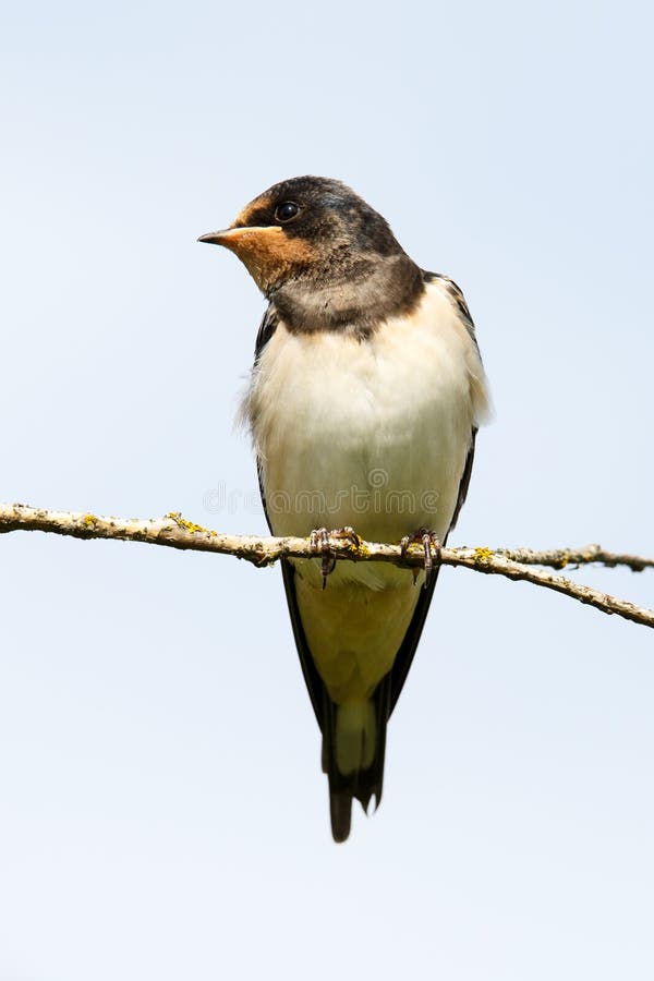 Portrait of barn swallow stock image. Image of wildlife - 58246973