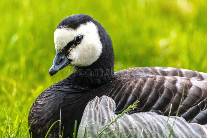 Portrait of a Barnacle Goose Stock Photo - Image of anatidae, green ...