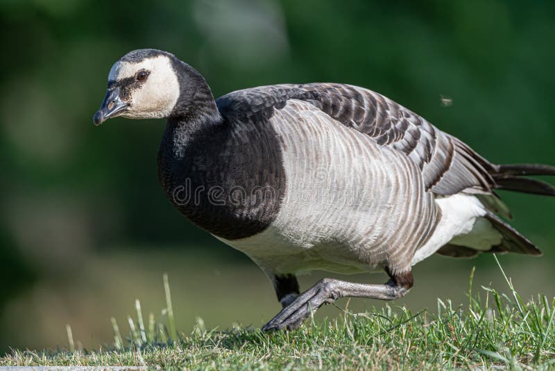 Portrait of a Barnacle Goose Stock Image - Image of north, pelage ...