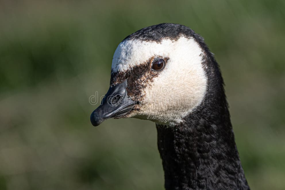Portrait of a Barnacle Goose Stock Photo - Image of grass, global ...