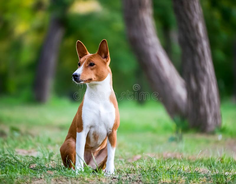 Portrait of a Basenji Dog Sitting in a Serene Park with Greenery Stock ...