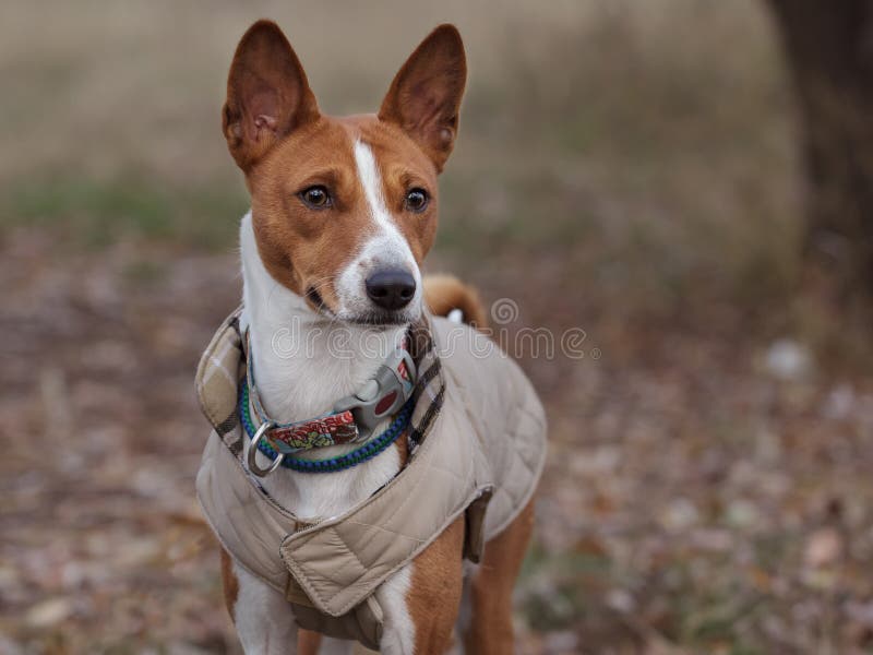 Portrait of a Basenji Dog in Winter Clothes Stock Image - Image of ...