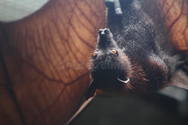 Portrait of a Bat Hanging from the Roof Stock Photo - Image of hanging ...