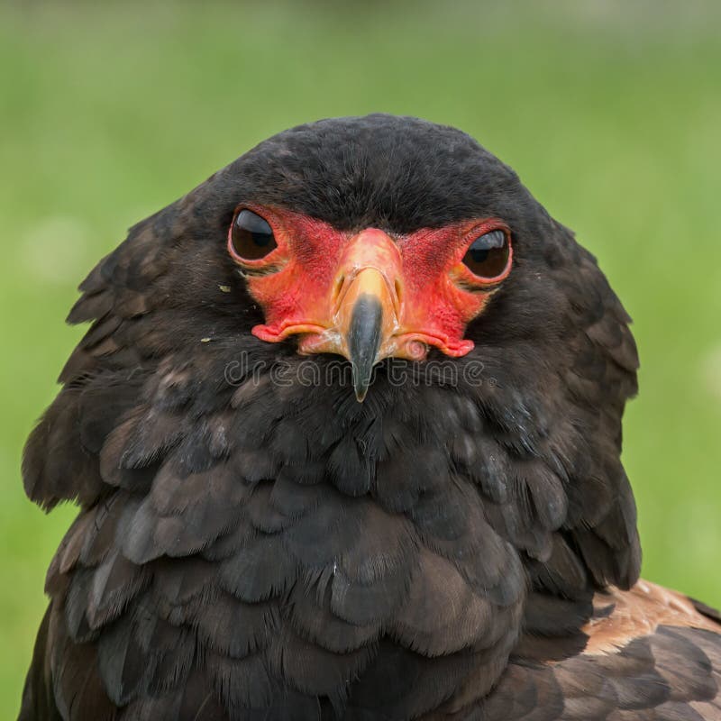 Portrait of a Bateleur Eagle Stock Image - Image of face, eyes: 74880281